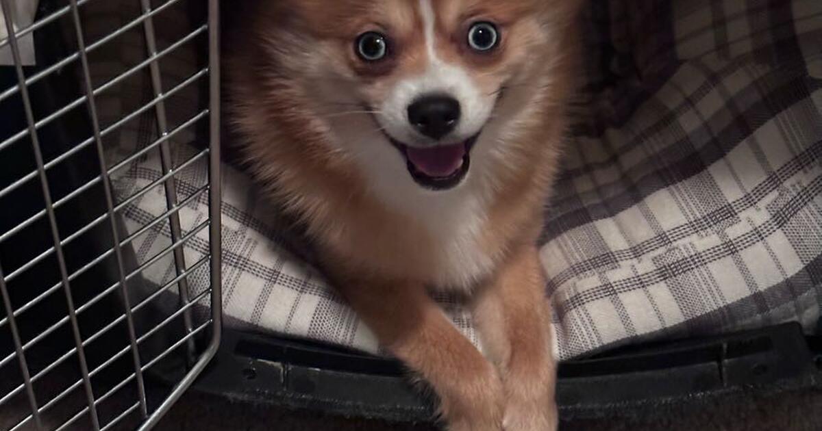 Rehoming Gus, 2 year old Pomsky, 20 pounds for $100 in Gilbert, AZ ...