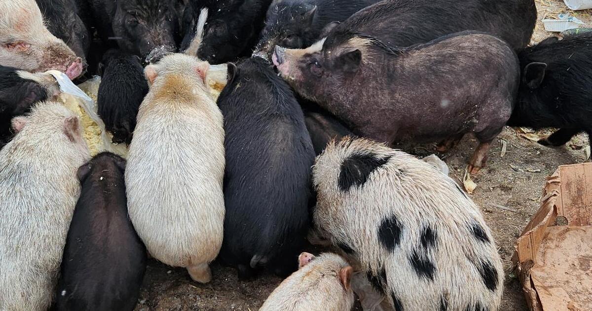 Free Mini Pigs to a good home, See Below. for Free in Venice, FL | For ...