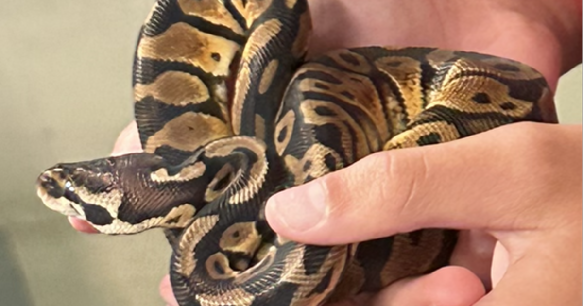 Snake in adoption for Free in Tomball, TX | For Sale & Free — Nextdoor