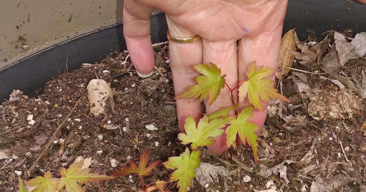Free Japanese Maple Seedlings (~2"-3" tall) -still have some for Free ...
