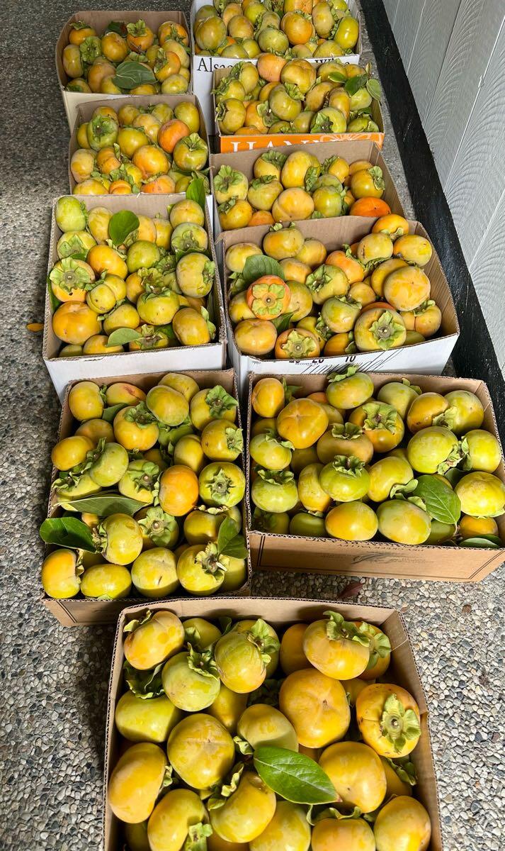 Organic Fuyu Persimmons for Free in Los Altos, CA | For Sale & Free ...
