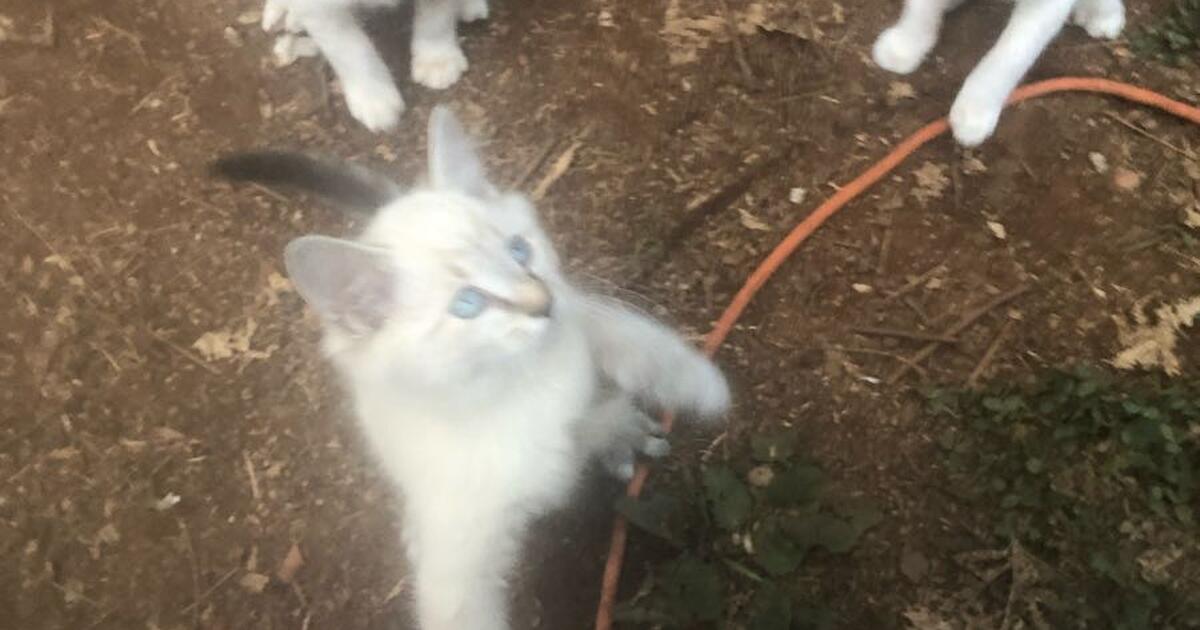 Kittens in Reno, NV | Finds — Nextdoor
