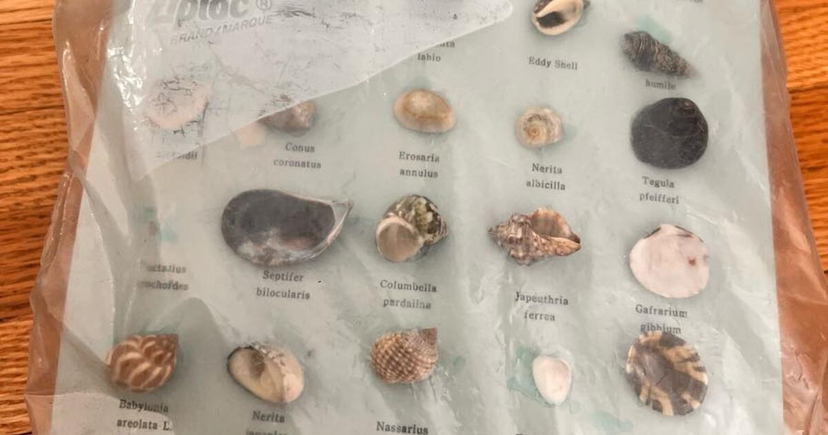 seashells and old magazines for Free in Denver, CO | For Sale & Free ...