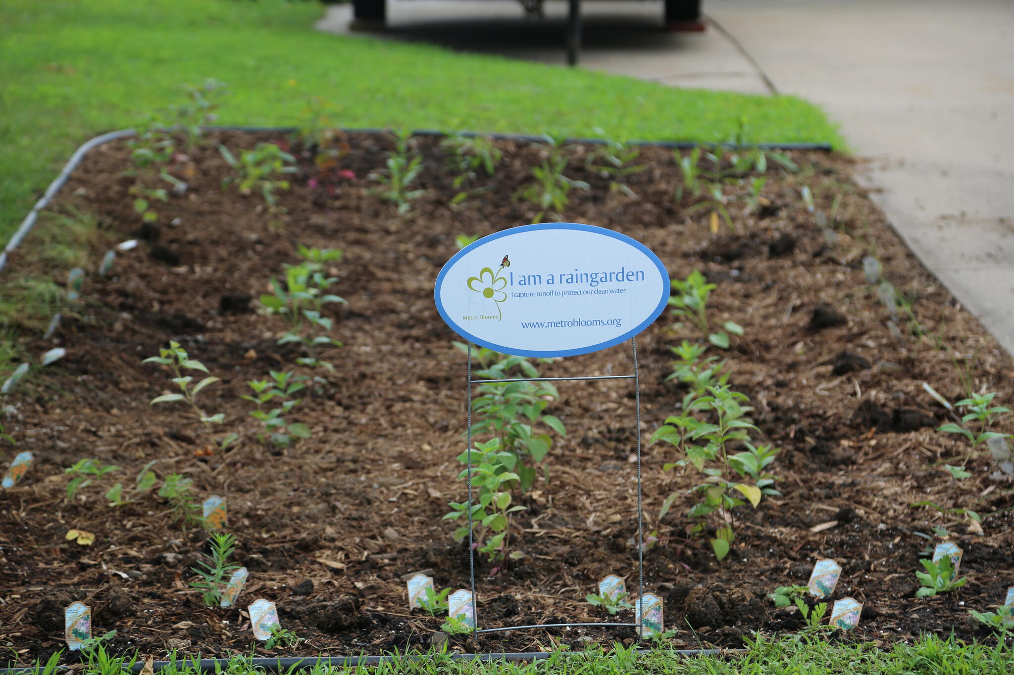 Help control stormwater by installing a rain garden on your property ...