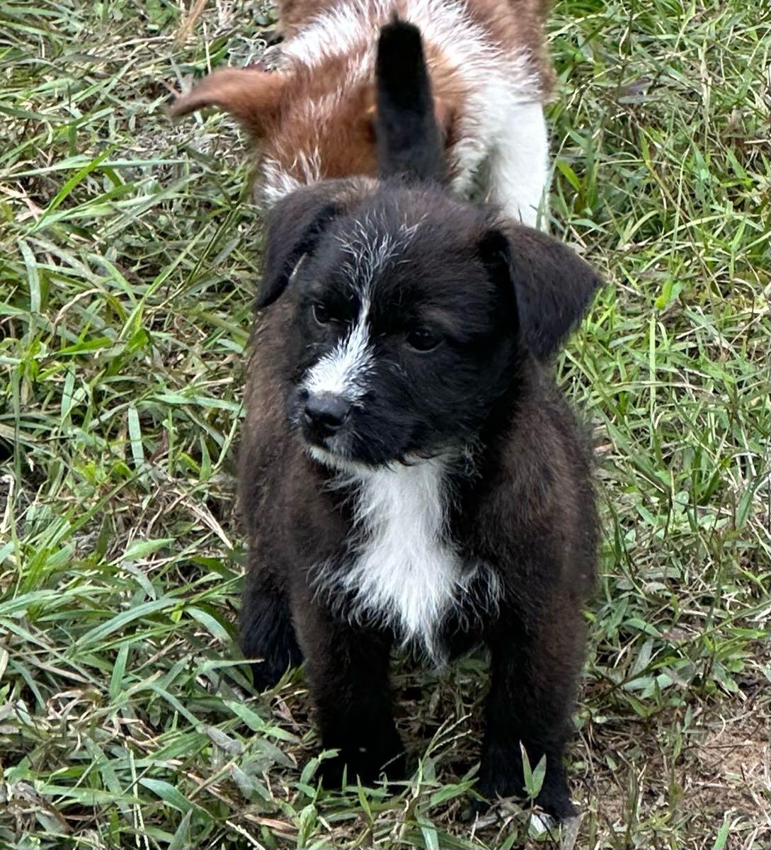 Female Mini Aussie/terrier mix for $50 in Zephyrhills, FL | For Sale ...