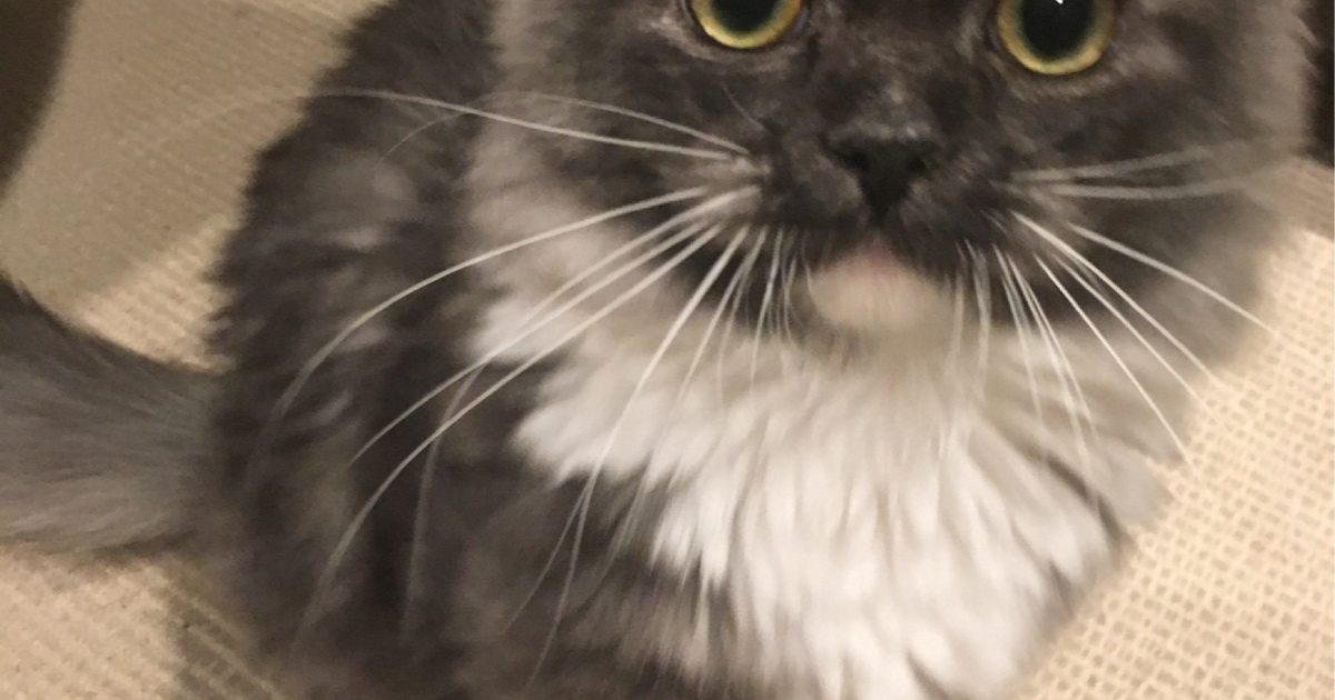 4year old female bred ragamuffin cat for Free in Old Greenwich, CT ...