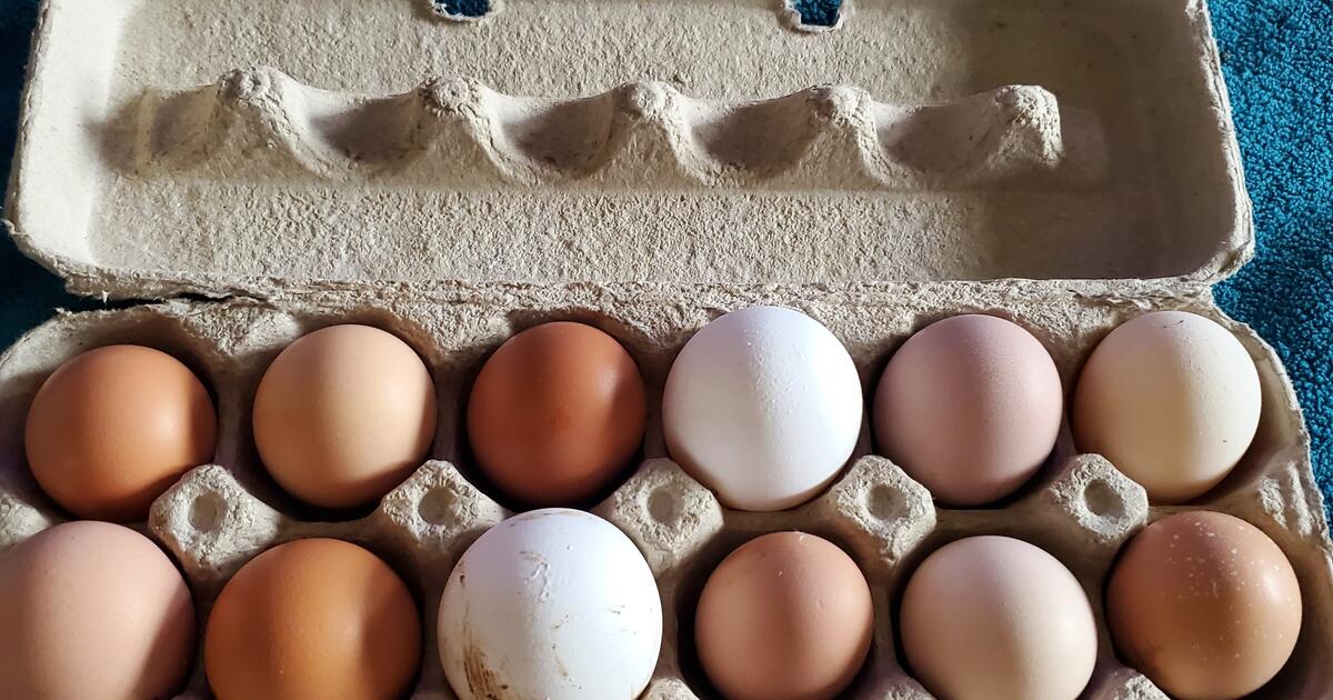 Dozen Farm Fresh Eggs Limit 5 for $4 in Cleveland, MO | For Sale & Free ...