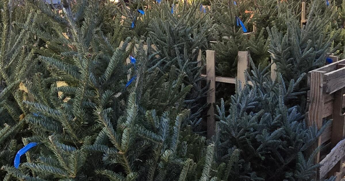 Fresh Christmas Trees & wreathes & boughs/garland for $1 in Amanda, OH ...