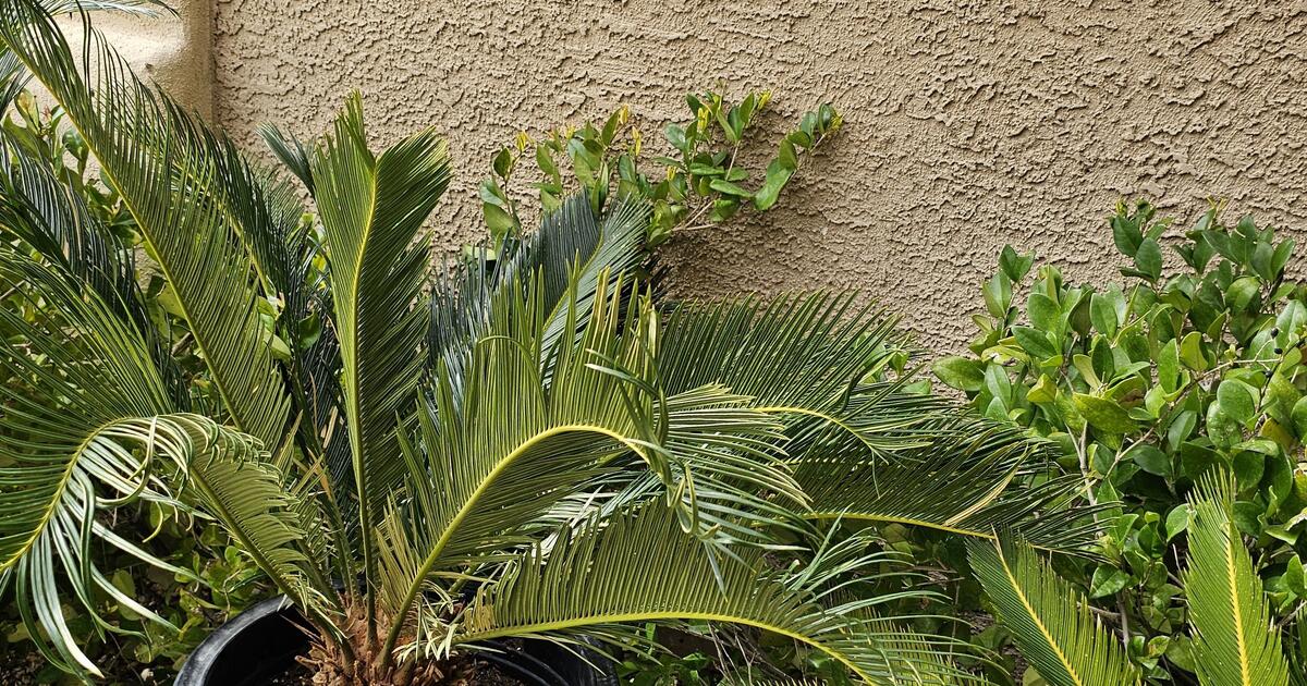 Sago 🌴 Palm's in Las Vegas, NV | For Sale & Free — Nextdoor