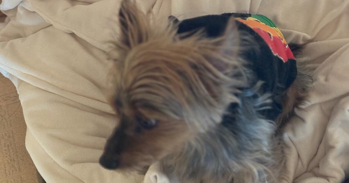 Lost Yorkie for Free in Mesa, AZ | For Sale & Free — Nextdoor