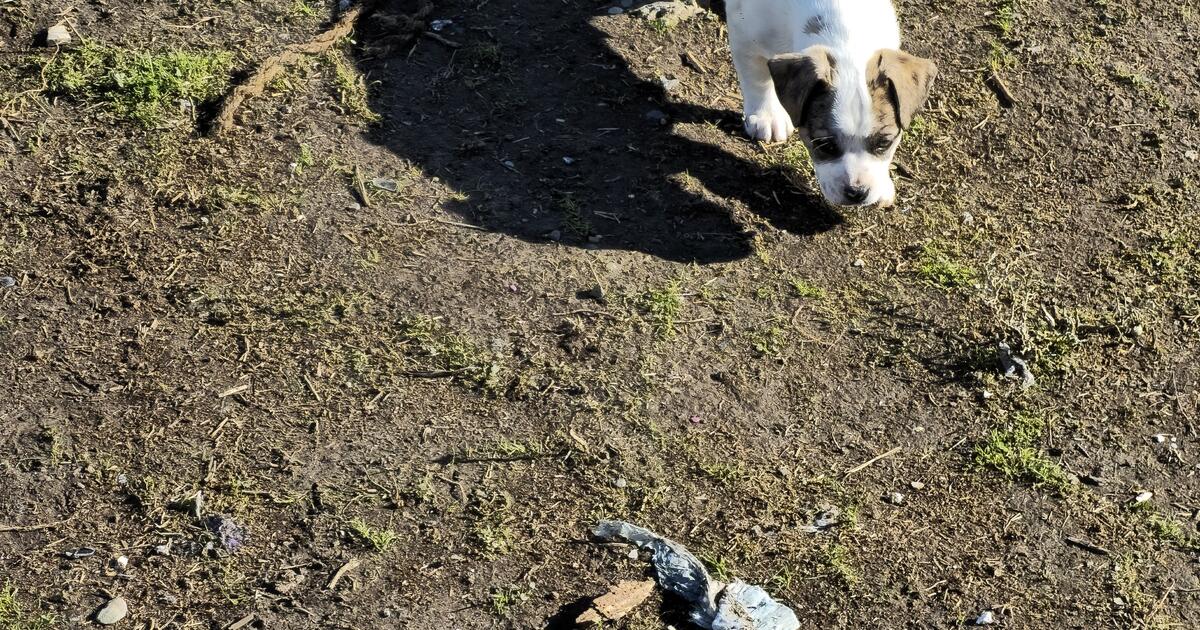 Puppies for Adoption of Frenchpie (frenchie and Shar pei ) for Free in ...