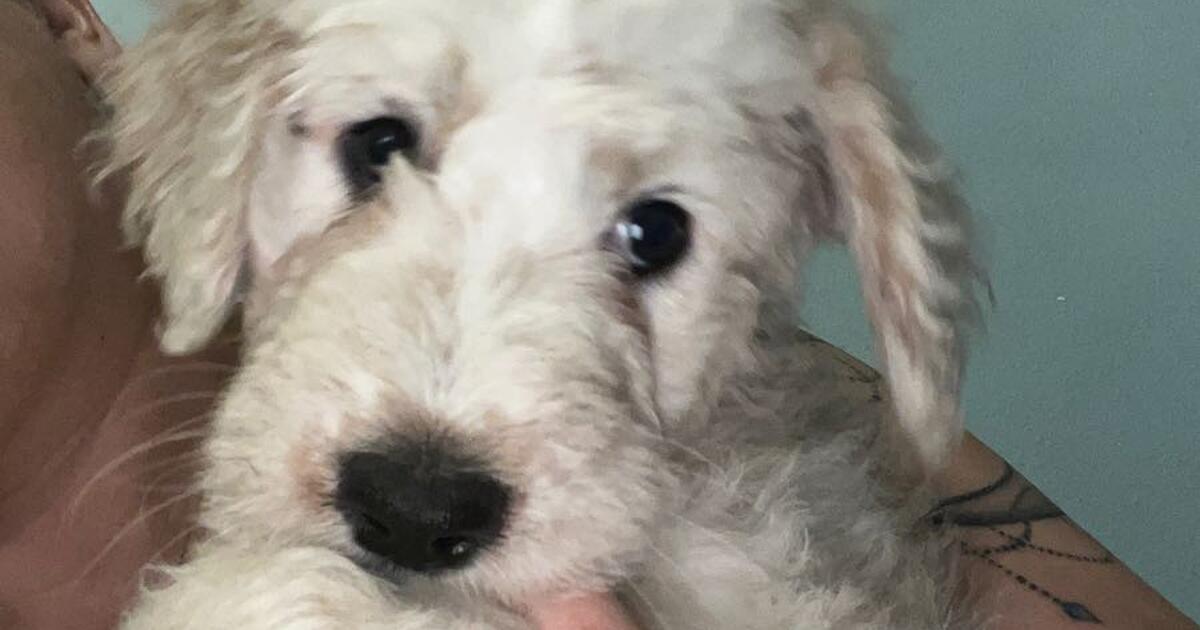 Dalmadoodle puppies for $600 in Winter Haven, FL | Finds — Nextdoor