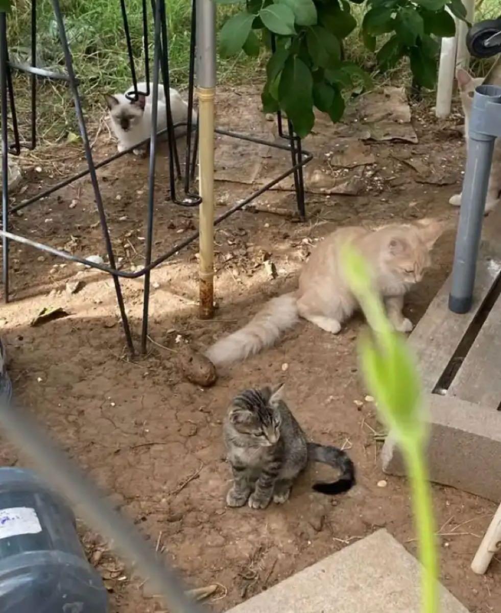 Looking for Cat Food Donations for our TNR Cat Colony for Free in ...