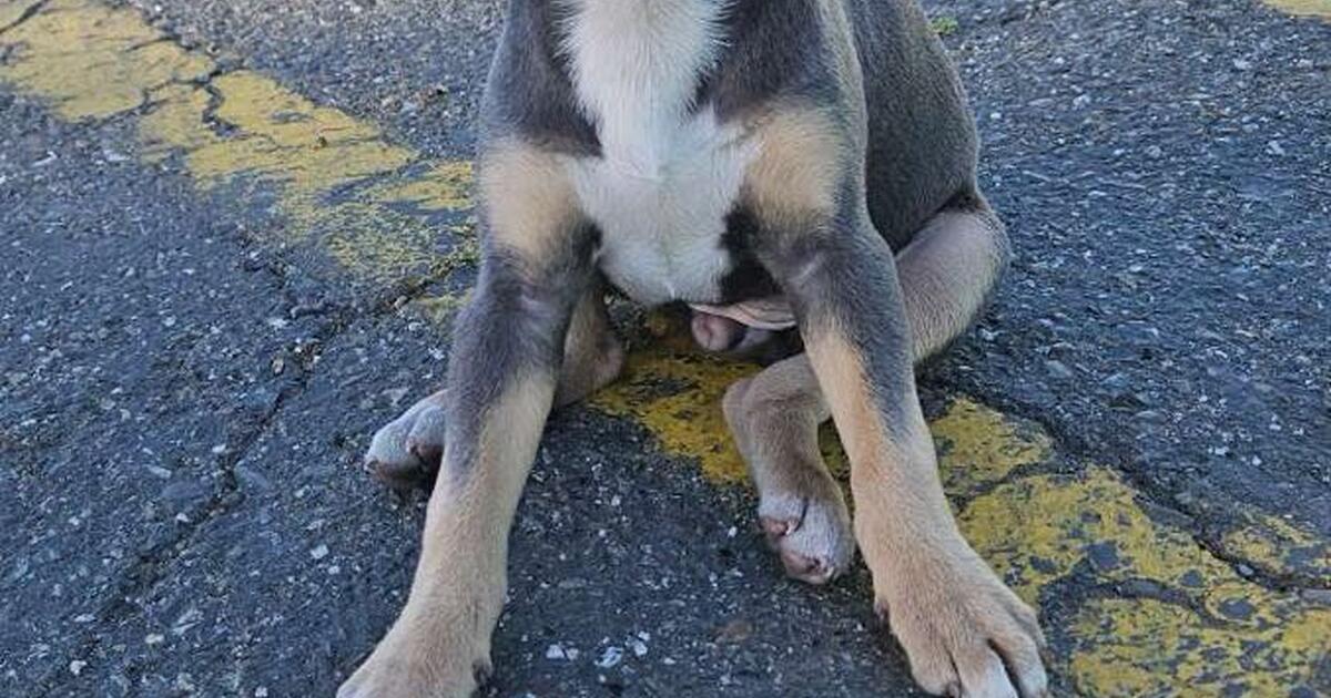 Pixel (pit /lab) for Free in Woodland, CA | For Sale & Free — Nextdoor