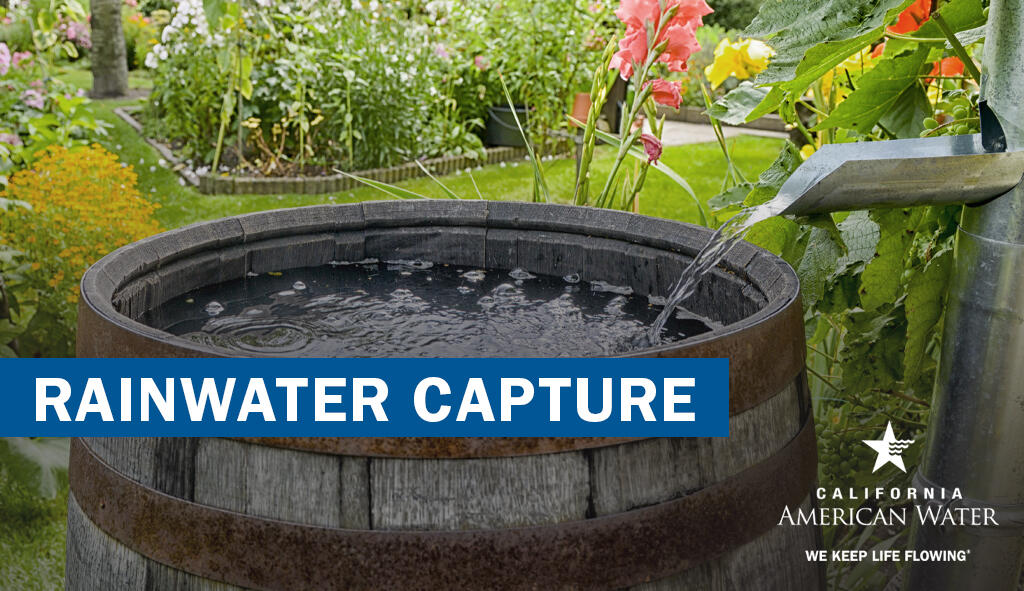 Join us for a free interactive workshop about rainwater capture ...