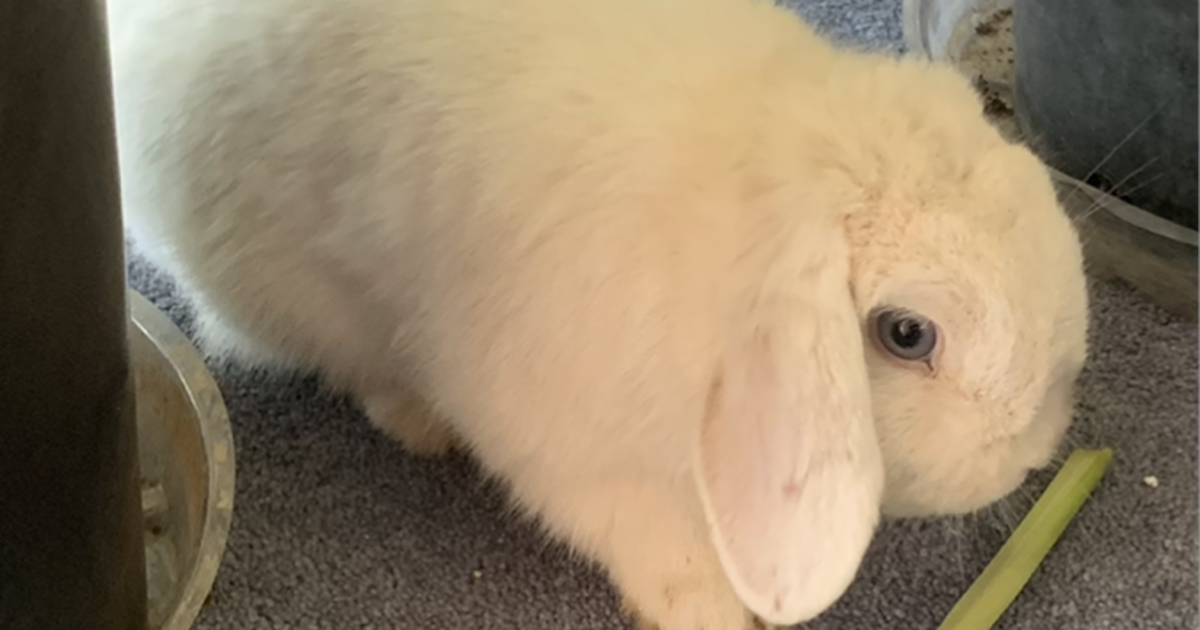 RABBITS need new home for Free in Portland, OR | For Sale & Free — Nextdoor