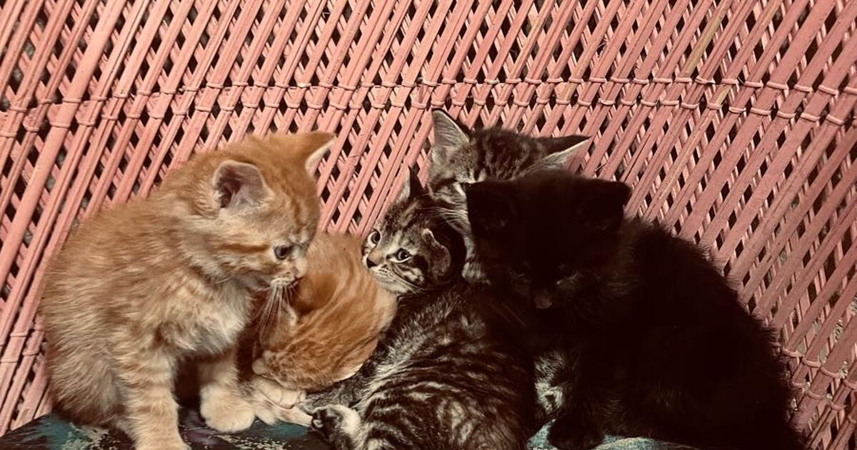 Kittens for Free in Colorado Springs, CO | For Sale & Free — Nextdoor