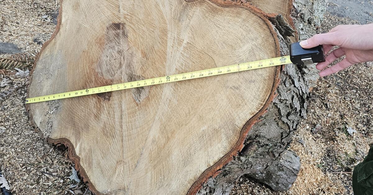 Large Tree silver maple Trunk 36 inches for Free in Seattle, WA | For ...