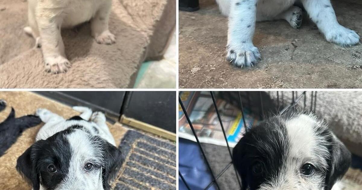 Cattle Doodle Puppies in Fair Oaks Ranch, TX | For Sale & Free — Nextdoor