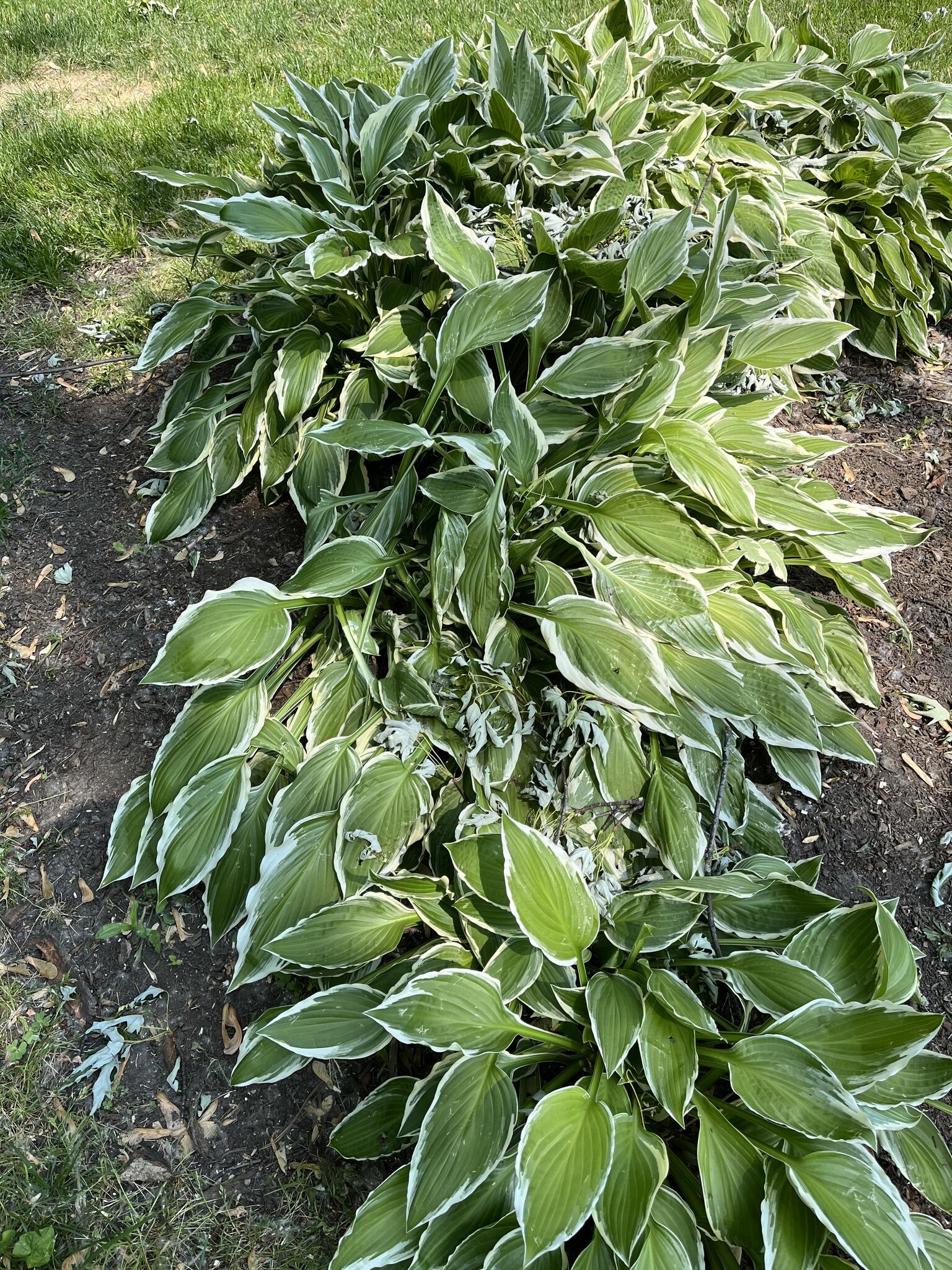 hosta plants for Free in Hawthorn Woods, IL | For Sale & Free — Nextdoor