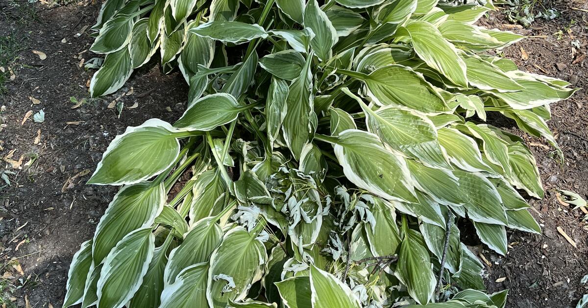 hosta plants for Free in Hawthorn Woods, IL | For Sale & Free — Nextdoor