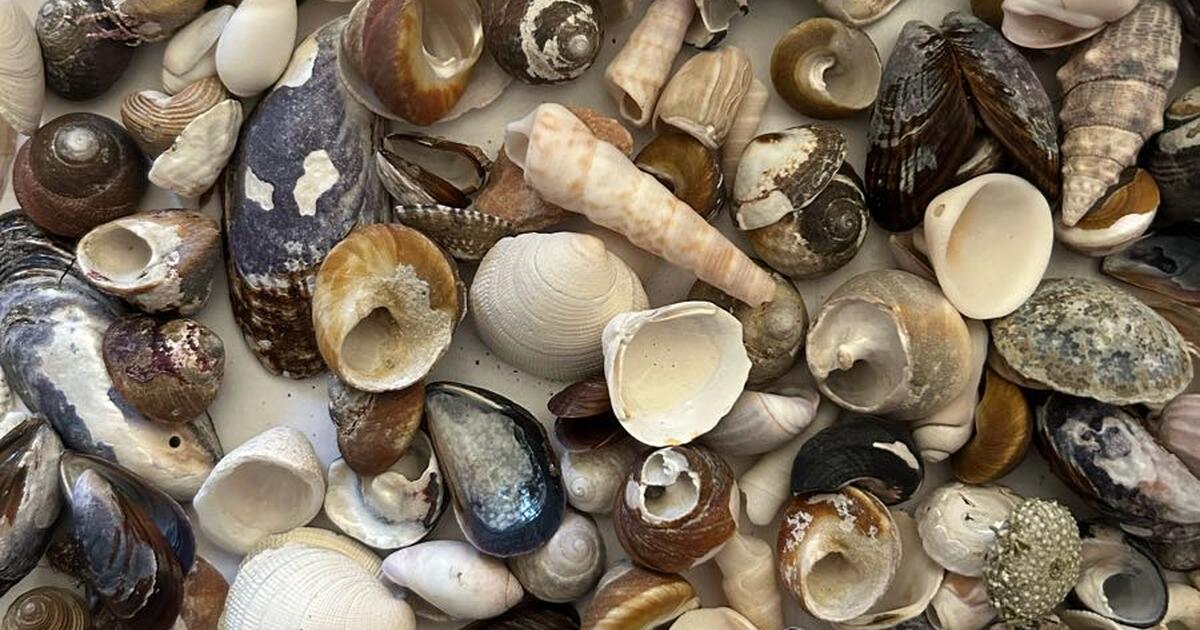 Free sea shells for Free in Davis, CA | For Sale & Free — Nextdoor