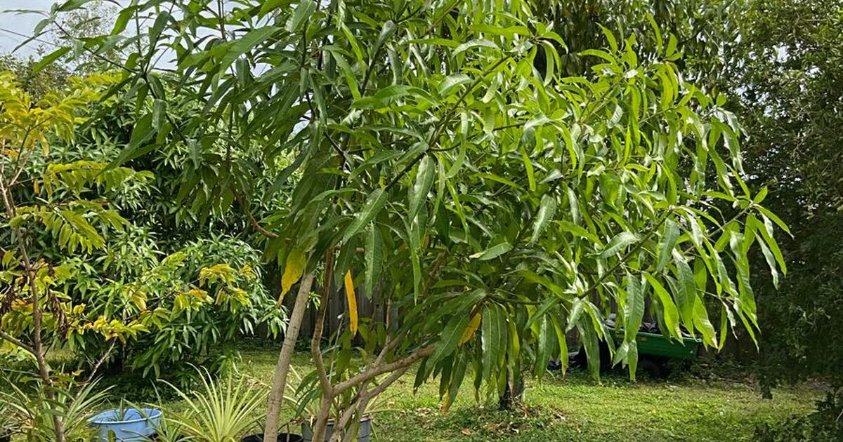 12-13 ft Mango Tree for $150 in Port St. Lucie, FL | For Sale & Free ...