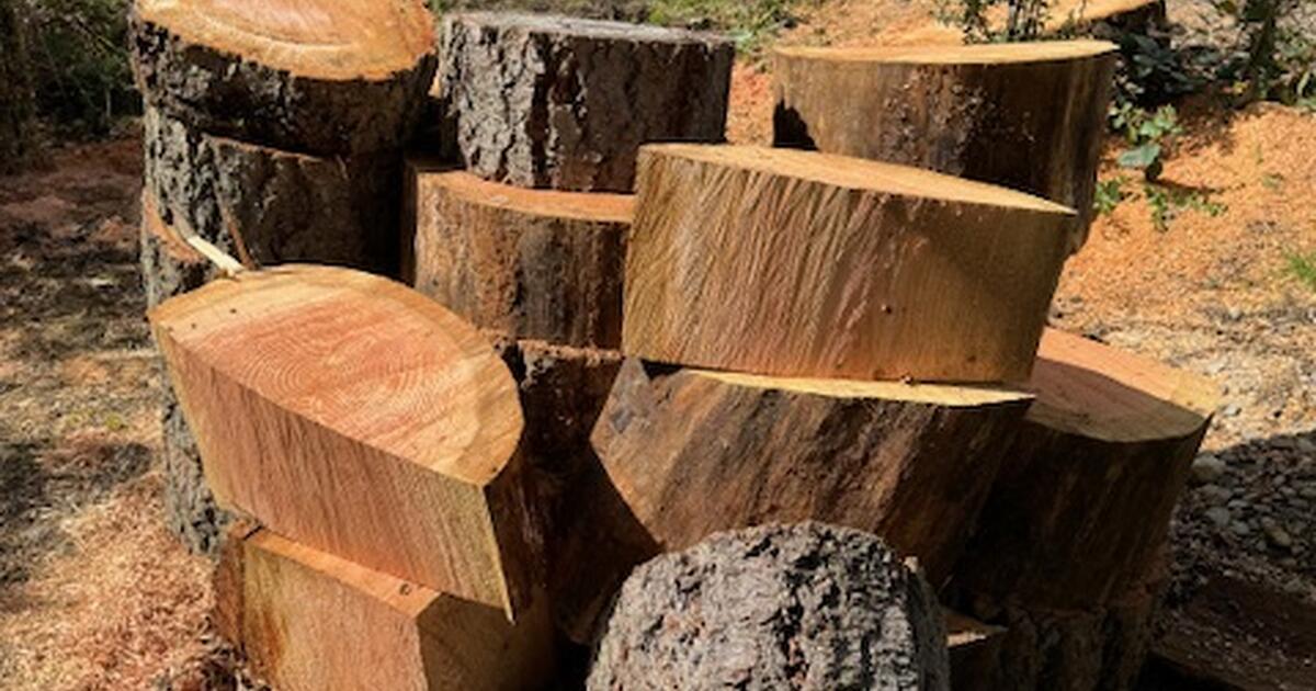 tree trunk slabs/firewood for Free in Fox Island, WA | For Sale & Free ...