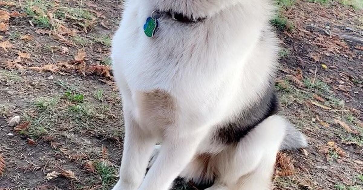 Dog (husky) needs home for Free in Sebastopol, CA | For Sale & Free — Nextdoor