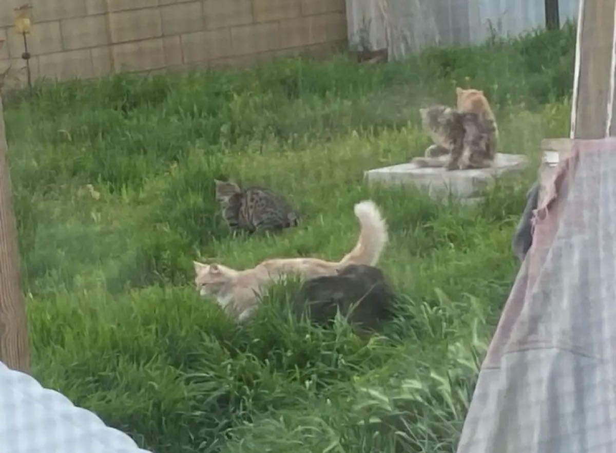 Looking for Cat Food Donations for our TNR Cat Colony for Free in ...