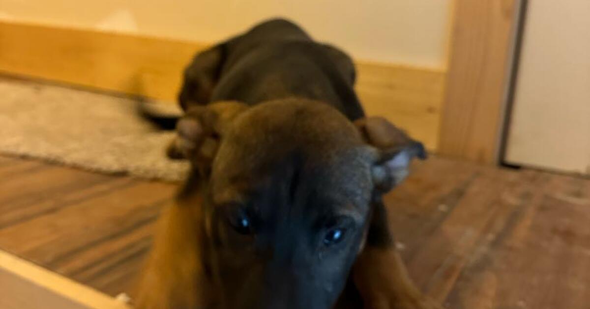 4mo German shepherd puppy for Free in Manvel, TX | For Sale & Free ...