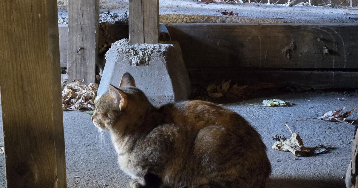 ISO CAT FOOD for Free in Chicago, IL | For Sale & Free — Nextdoor