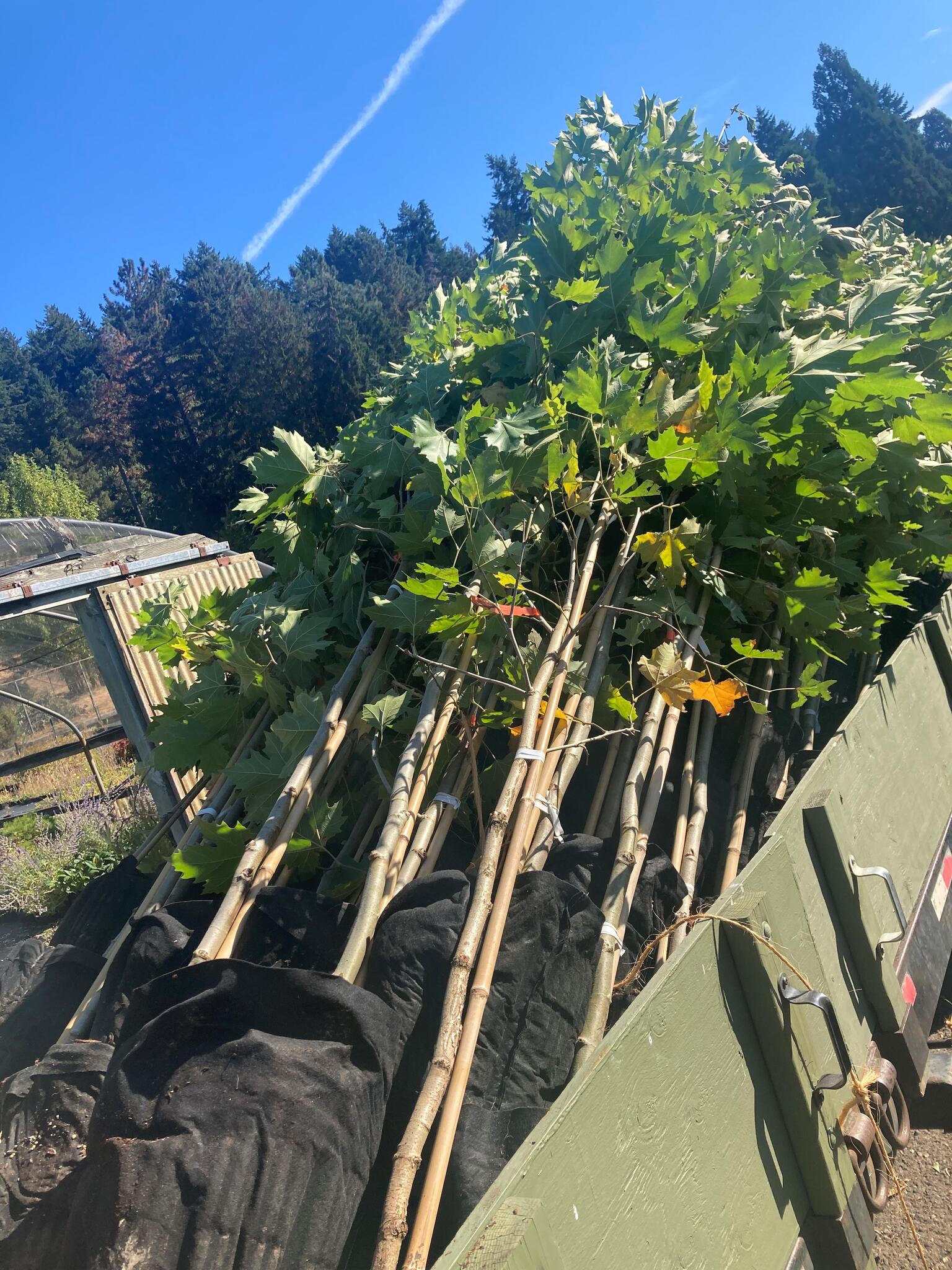 Free Trees for Your Yard- Register Now (City of Portland Parks ...