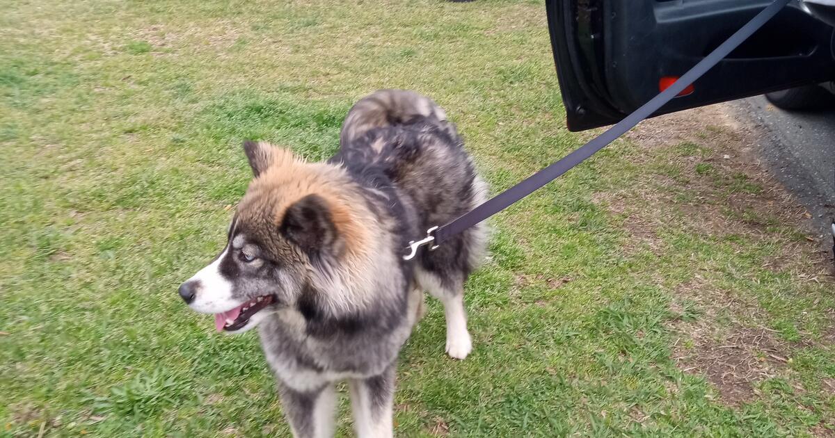 Female Husky Pu 8 Months Old for Free in Charlotte, NC | For Sale ...