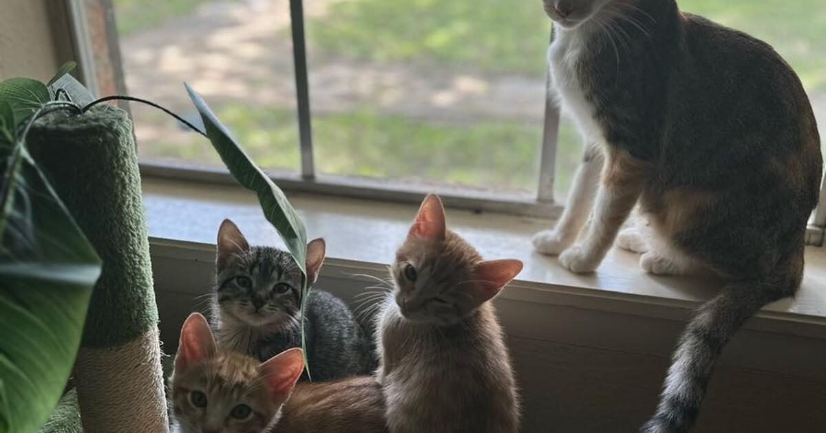 Our precious kittens are ready for their forever home! for $50 in ...