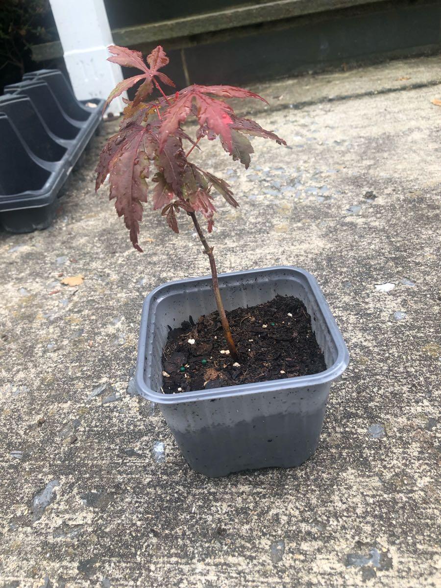 Red Japanese Maple Saplings for Free in Silver Spring, MD | For Sale ...