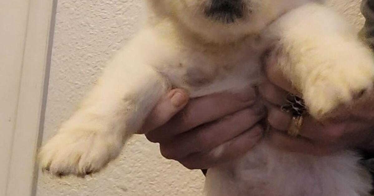 Fluffy, adorable rescued puppies for Free in Bakersfield, CA | For Sale ...