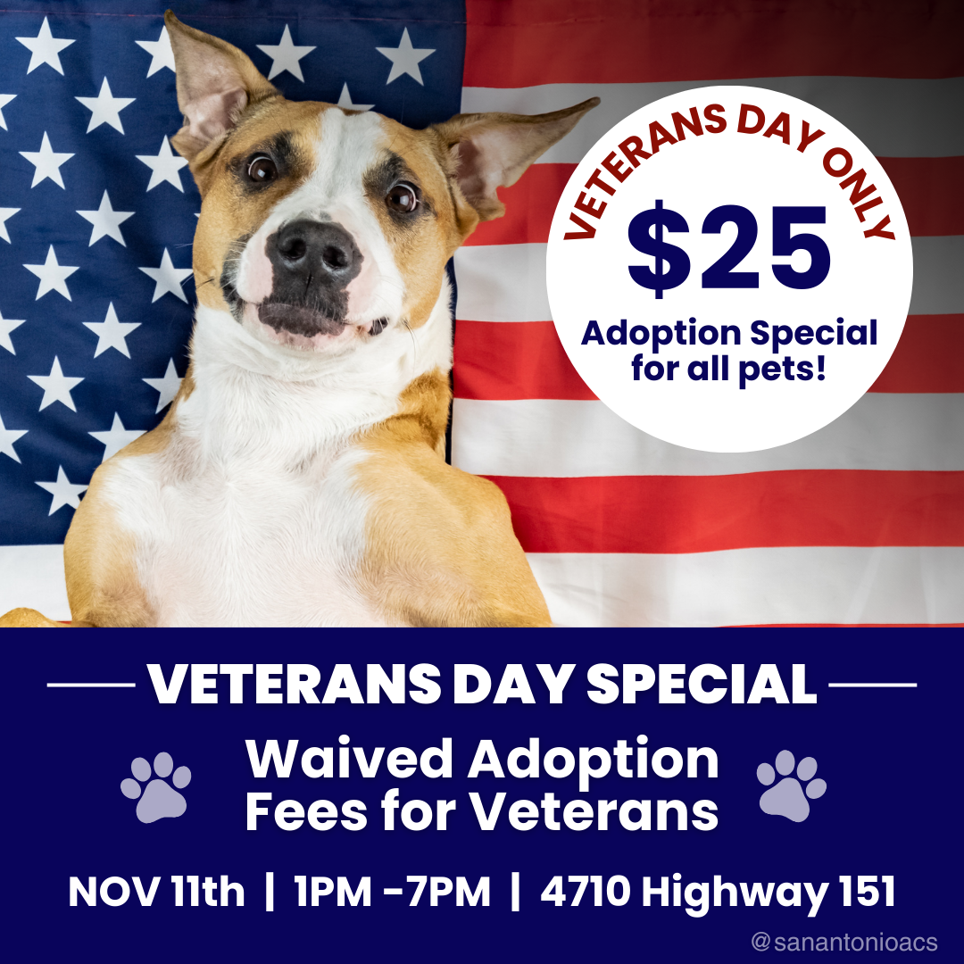 Veterans Day Pet Adoption Special – Honoring Our Heroes! (City of San ...