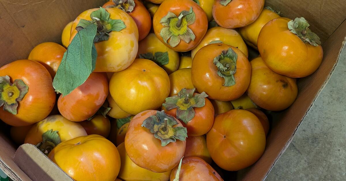 Fresh Fuyu Persimmons for $1 in Mountain View, CA | For Sale & Free ...