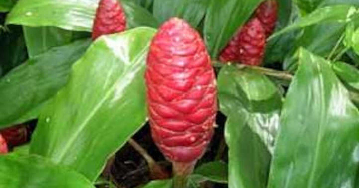 FOUND WHAT I NEEDED - Shampoo Ginger Plant: ‘Awapuhi Kuahiwi - WANTED ...