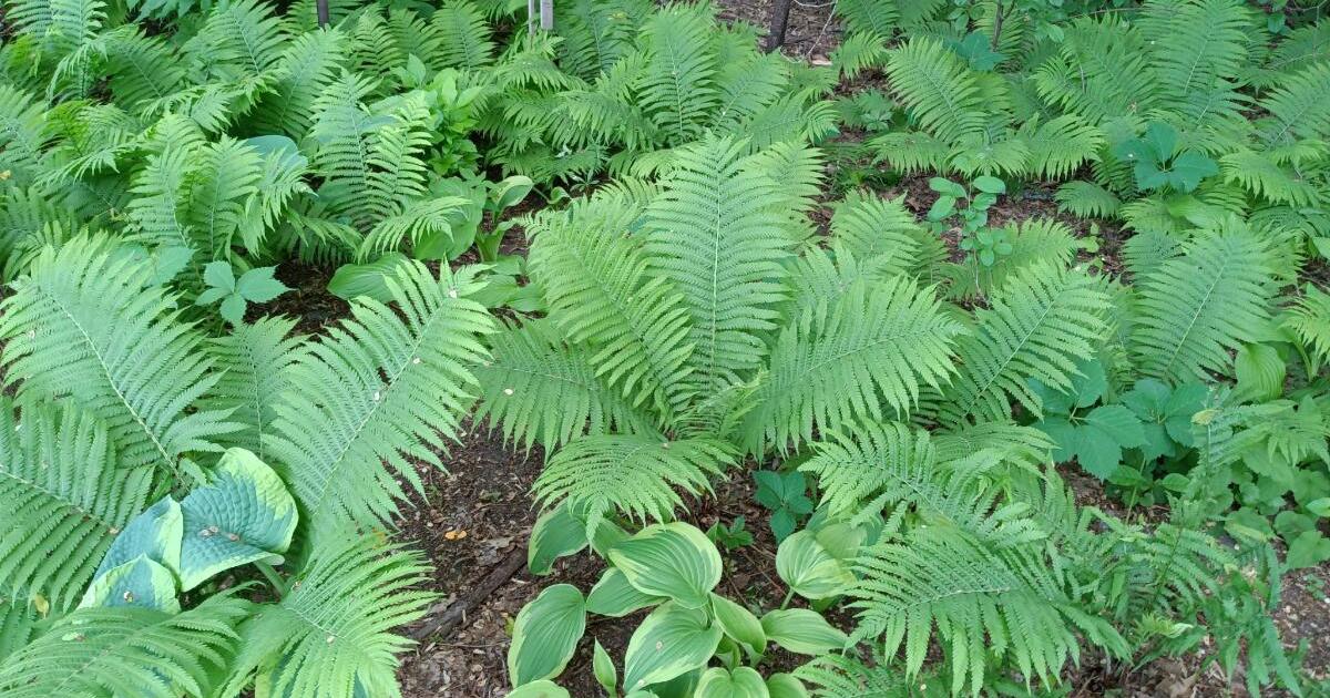 Ferns for Free in Chaska, MN | For Sale & Free — Nextdoor