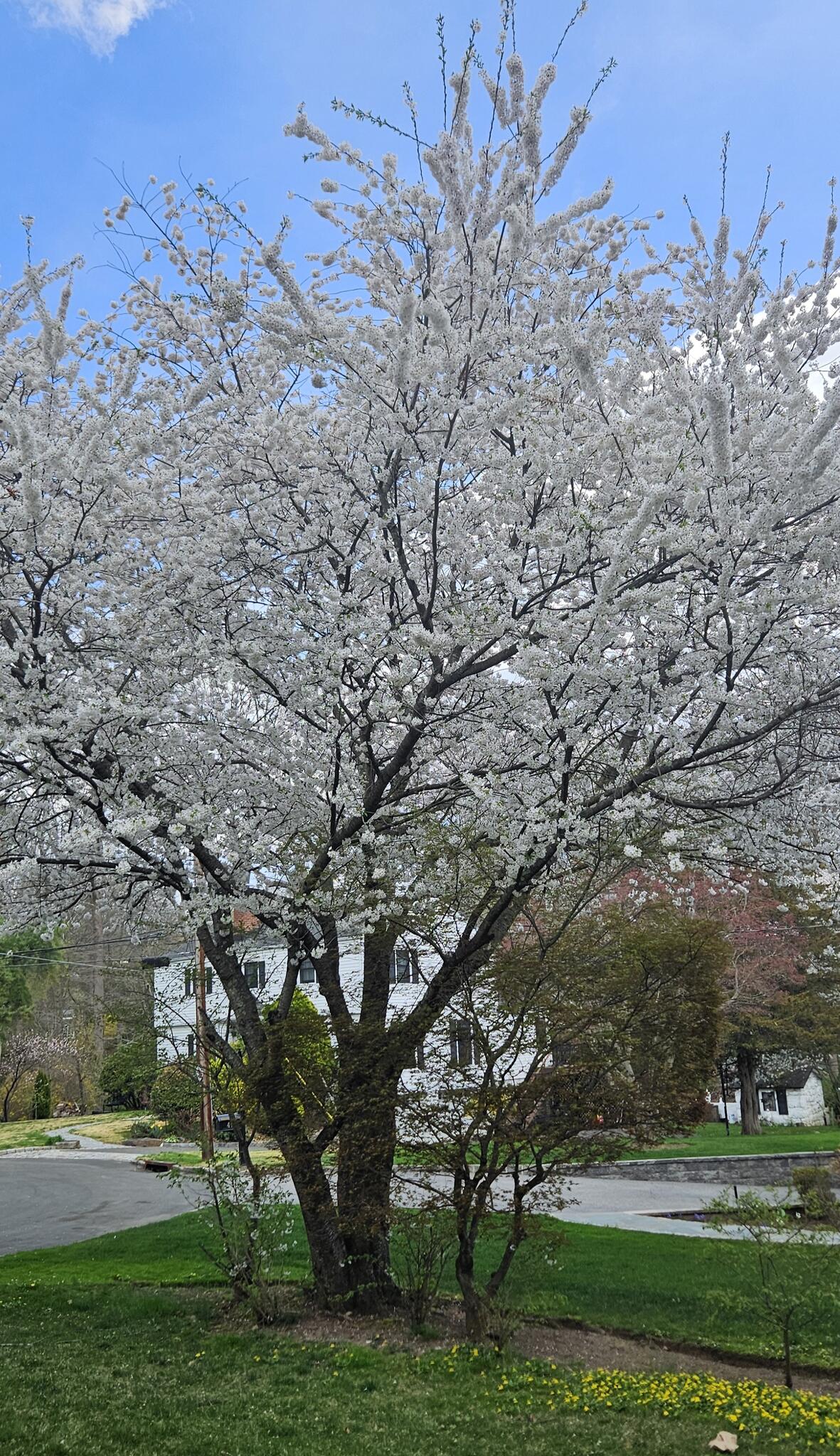 West Harrison, NY | News, Crime, Lost Pets, Free Stuff
