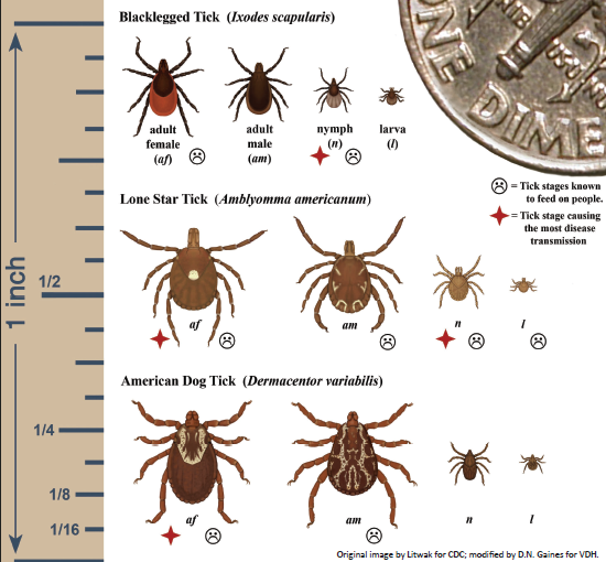 Ticks are active in Fairfax County almost year round, but especially ...