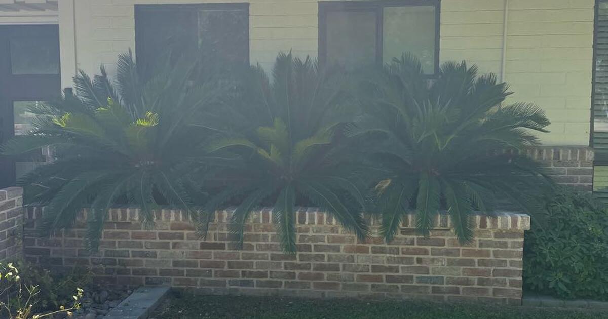 Large Sago Palms for Free in Phoenix, AZ | Finds — Nextdoor