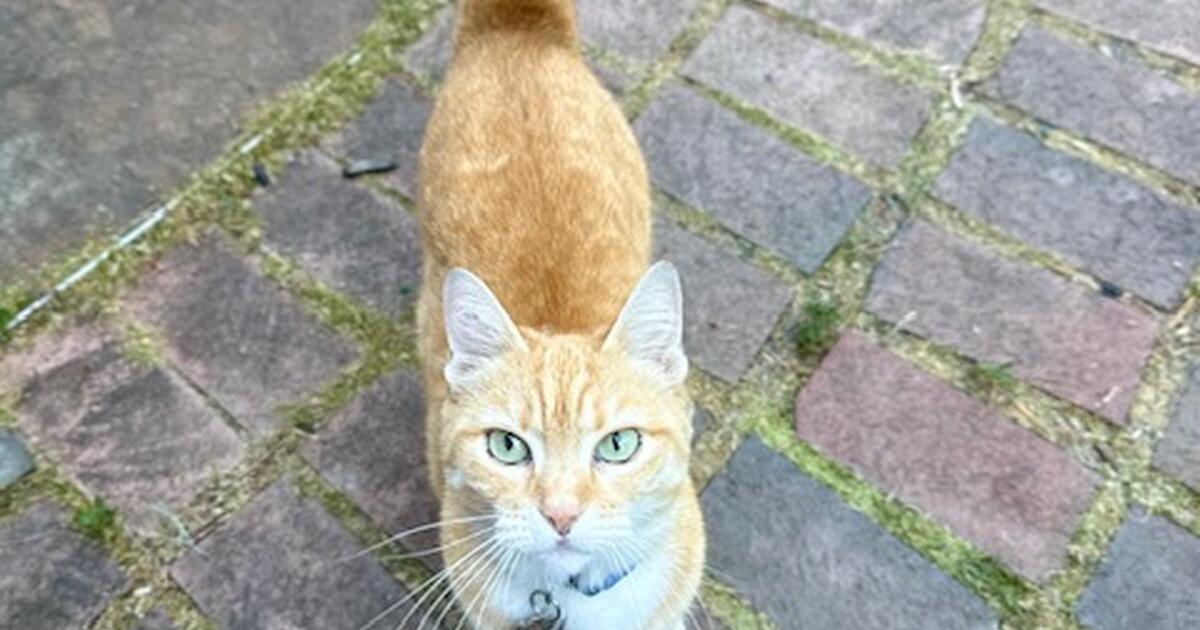 Cat - Outdoor-Indoor for Free in Springfield, VA | For Sale & Free ...