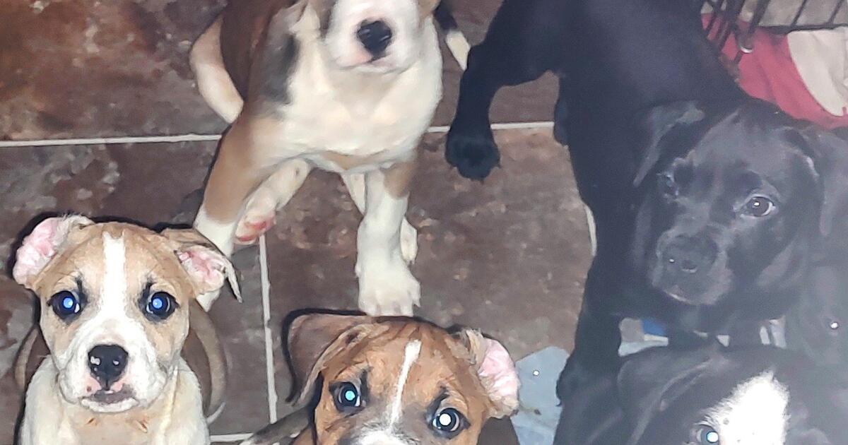 English Bullweiler Puppies for $85 in Lillington, NC | Finds — Nextdoor