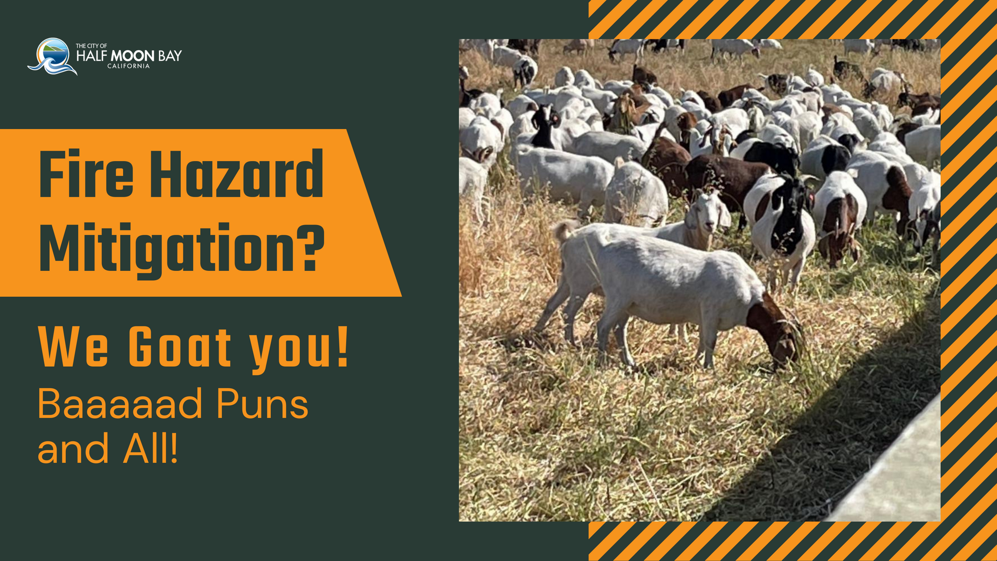 Fire Hazard Mitigation? We Goat You! Baaaaaaddd Puns and All (City of ...