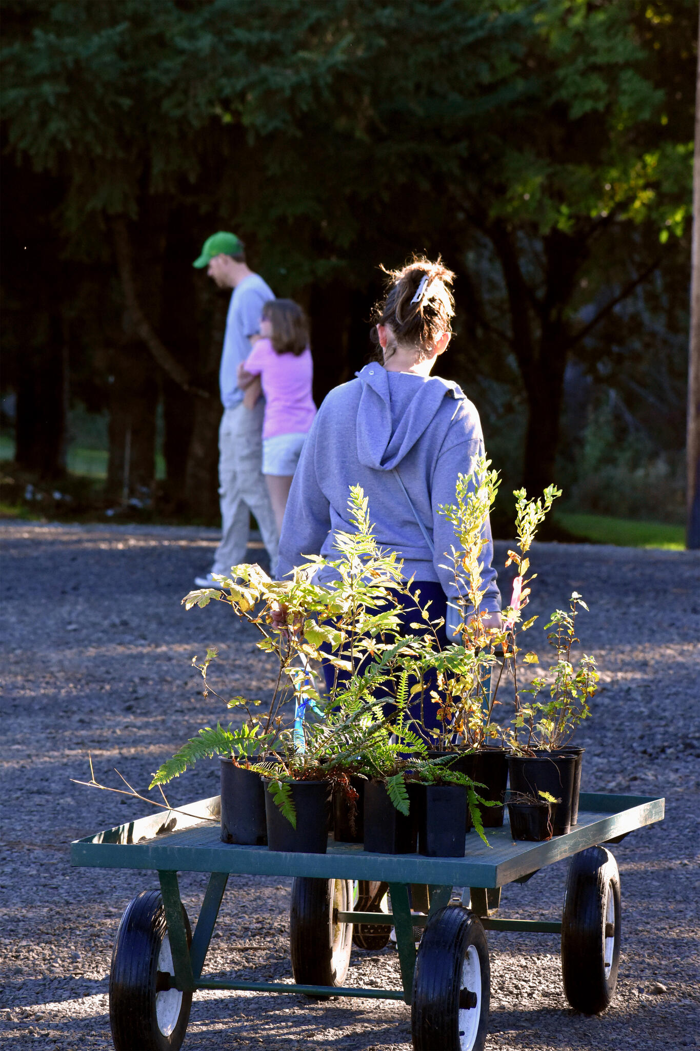 Create a natural landscape in your yard with three free native plants ...