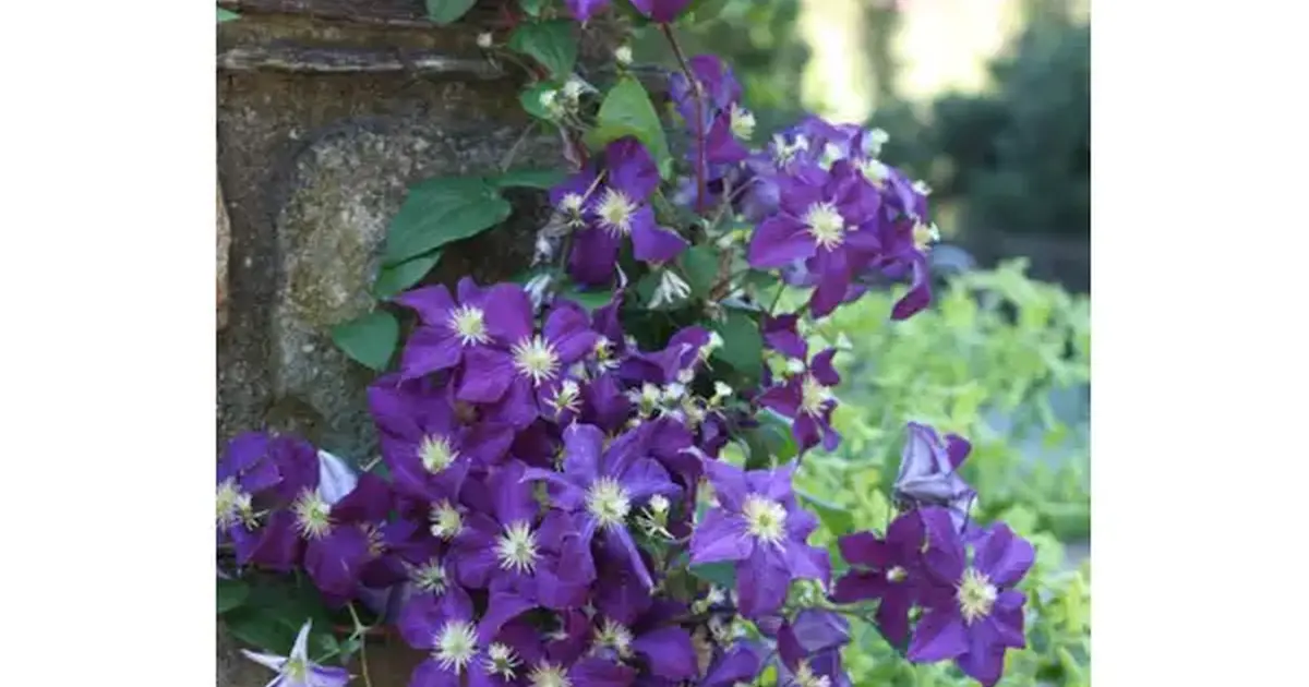Free Jackmanii Clematis starts for Free in Loveland, OH | For Sale & Free — Nextdoor