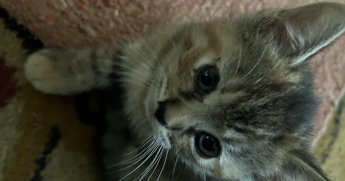 Kittens for Free in Buffalo, NY | For Sale & Free — Nextdoor